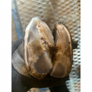Common Goat Hoof Problems - Goat Journal
